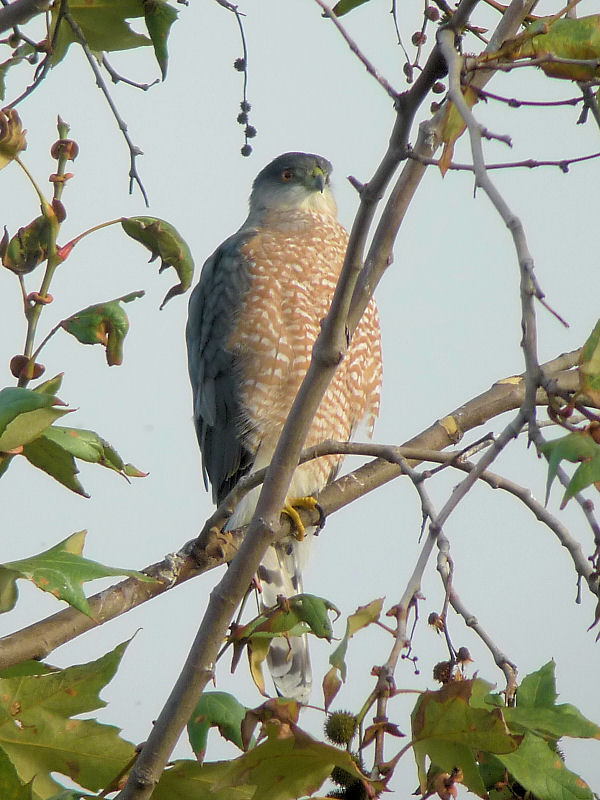 Cooper’s Hawk – Optics4Birding