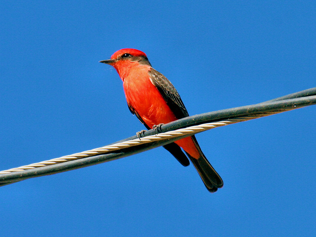 Vermilion Flycatcher – Optics4Birding