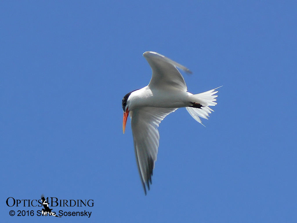 Elegant Terns – Optics4Birding